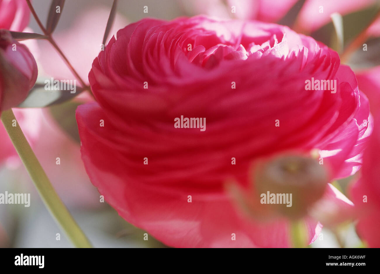 Ranuncula hi-res stock photography and images - Alamy