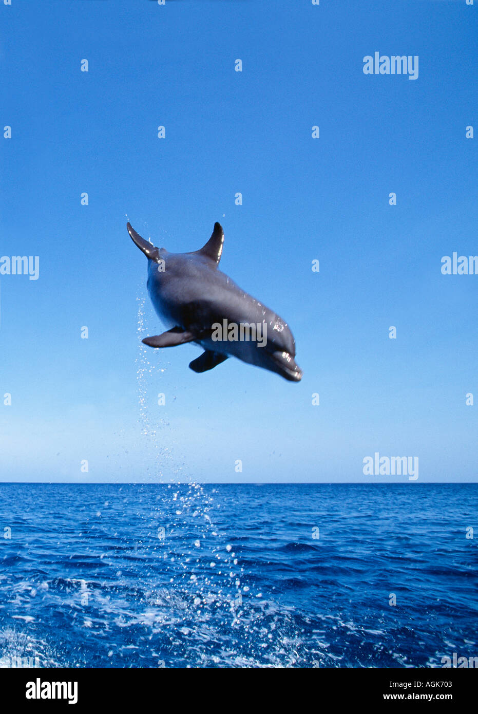 Bottle nosed Dolphin jumping Honduras Central America Stock Photo - Alamy