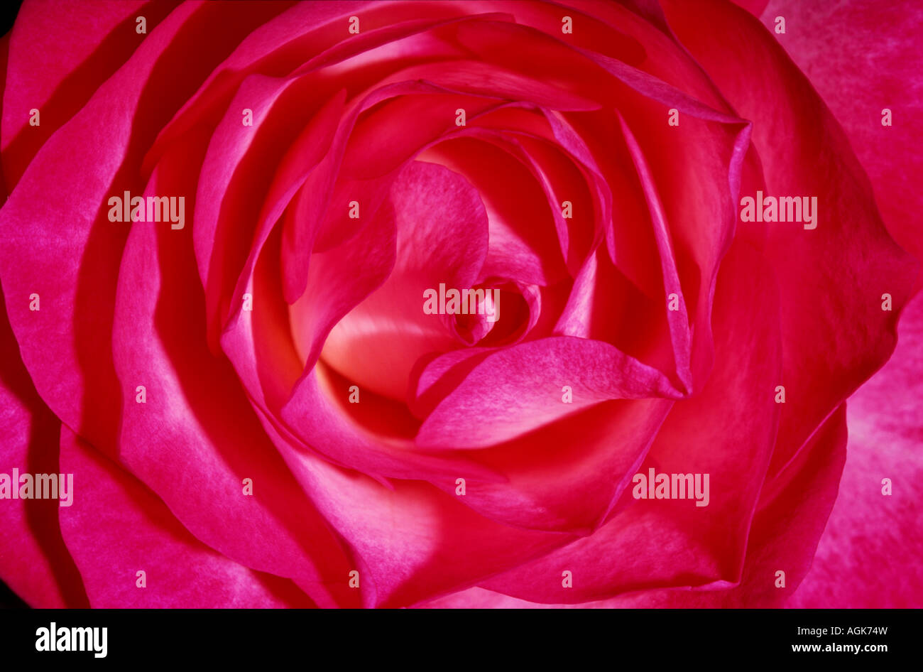 Pink rose bloom Stock Photo - Alamy