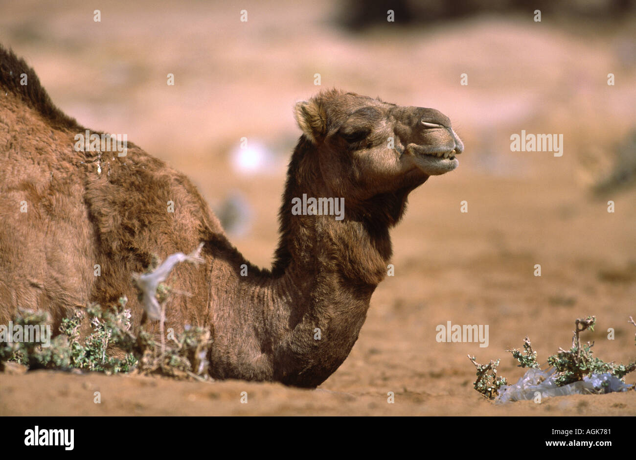 Camel sitting down hi-res stock photography and images - Alamy