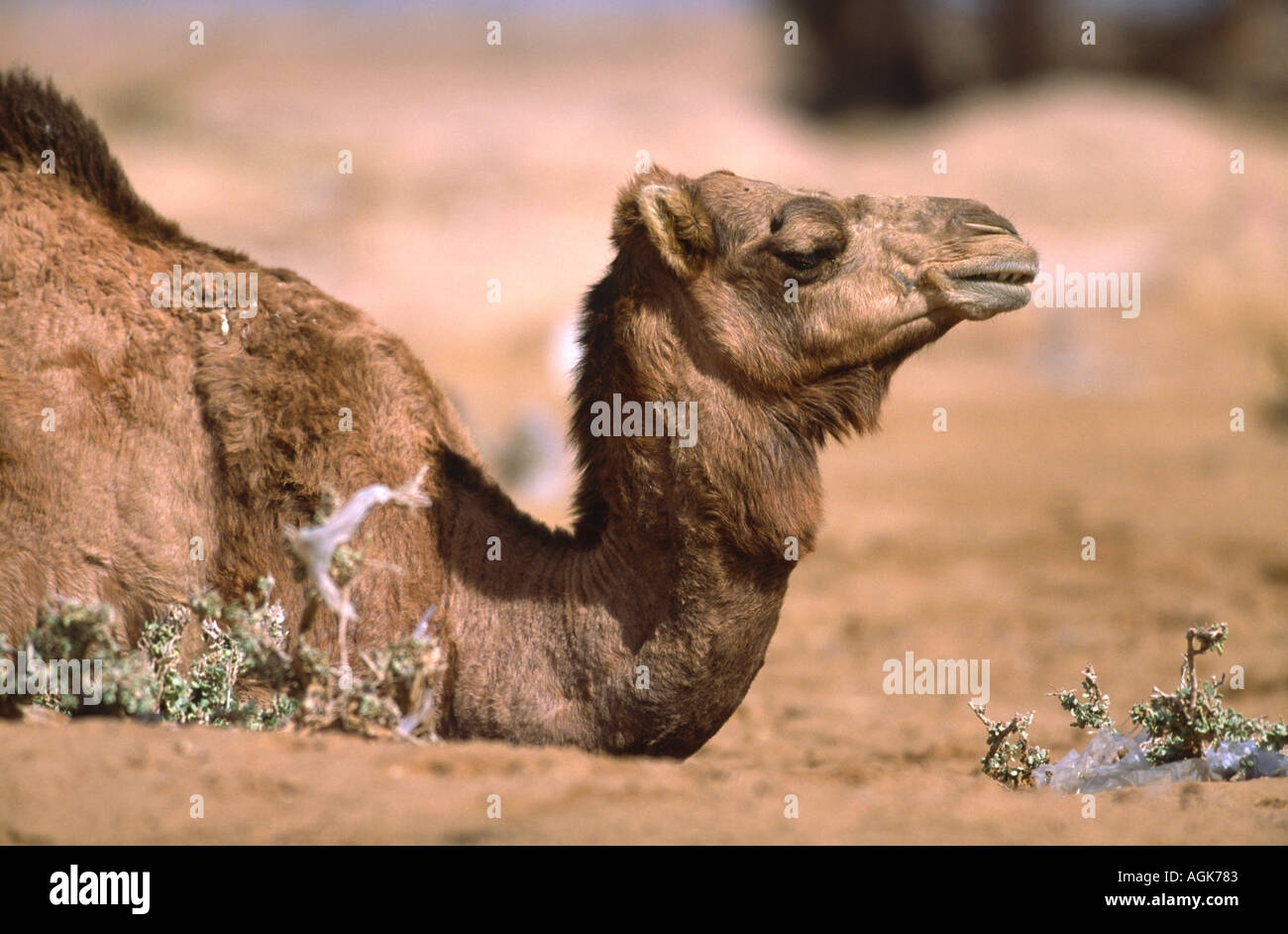 Camel Sitting Down High Resolution Stock Photography and Images - Alamy