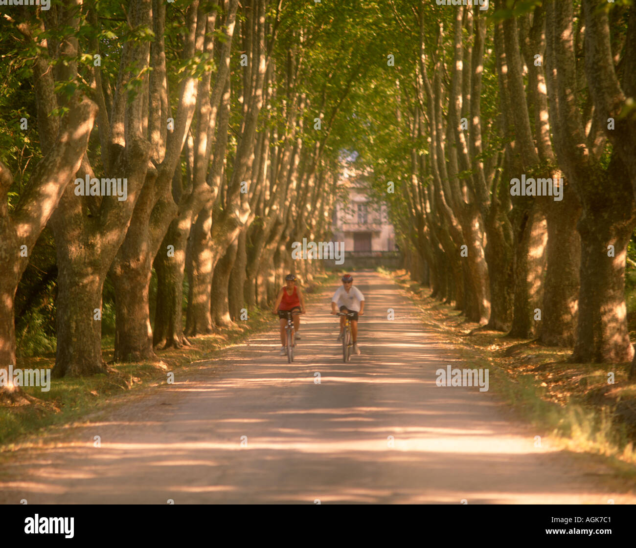 French tree lined avenue hi-res stock photography and images - Alamy
