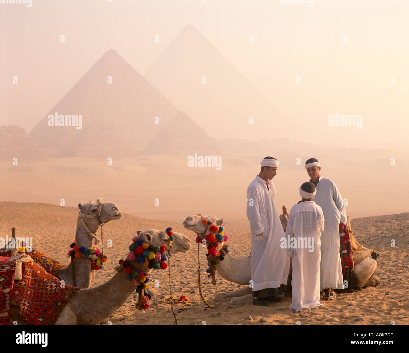 Camels and pyramids Giza Egypt Stock Photo - Alamy