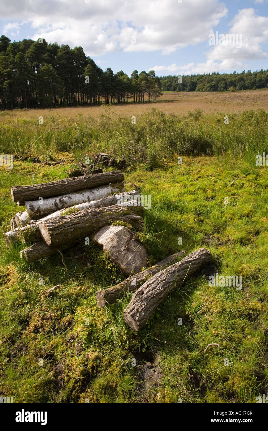 Hasley Inclosure from Broomy New Forest Hants UK All the New Forest ...