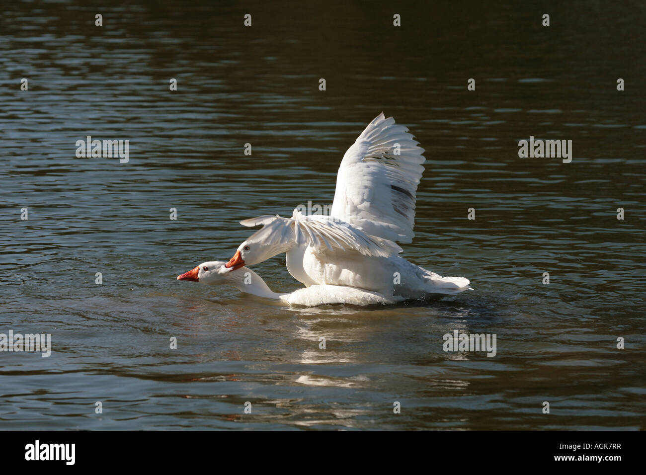 Two white geese mating Stock Photo - Alamy