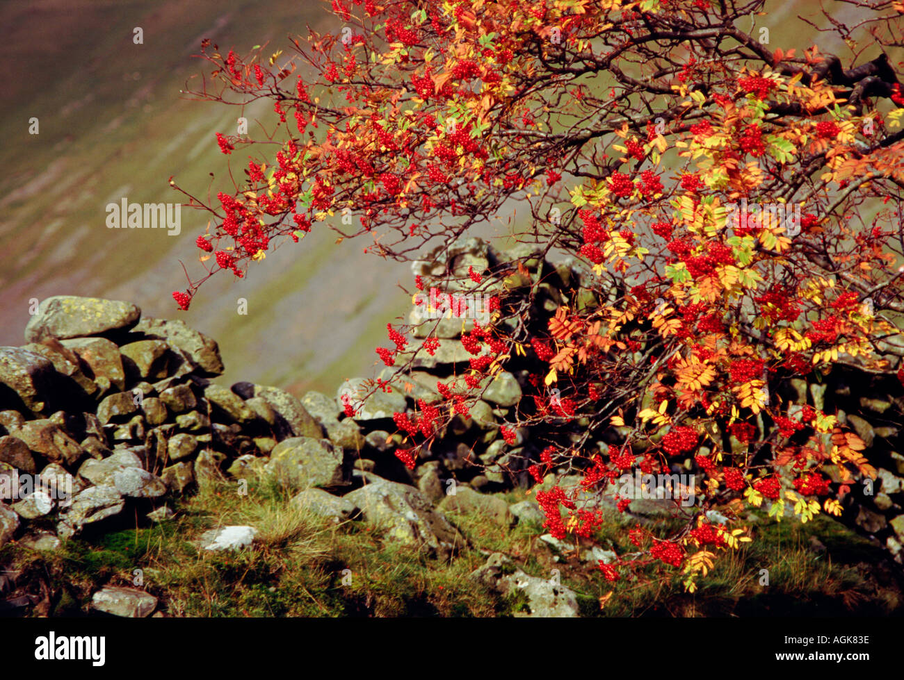 Wiggin tree hi-res stock photography and images - Alamy