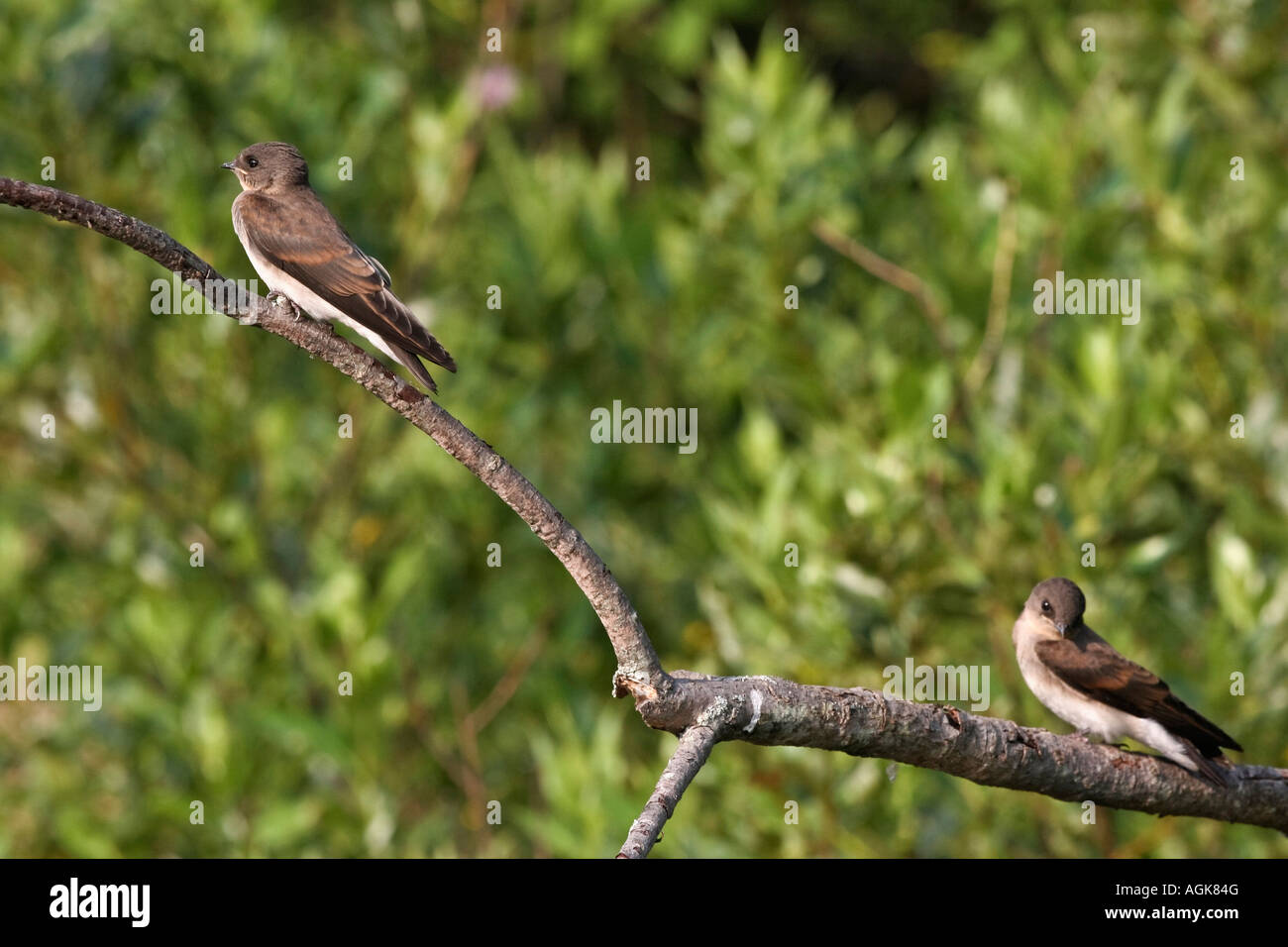The couple birds Bank Swallow sitting on the tree branch green blurred ...