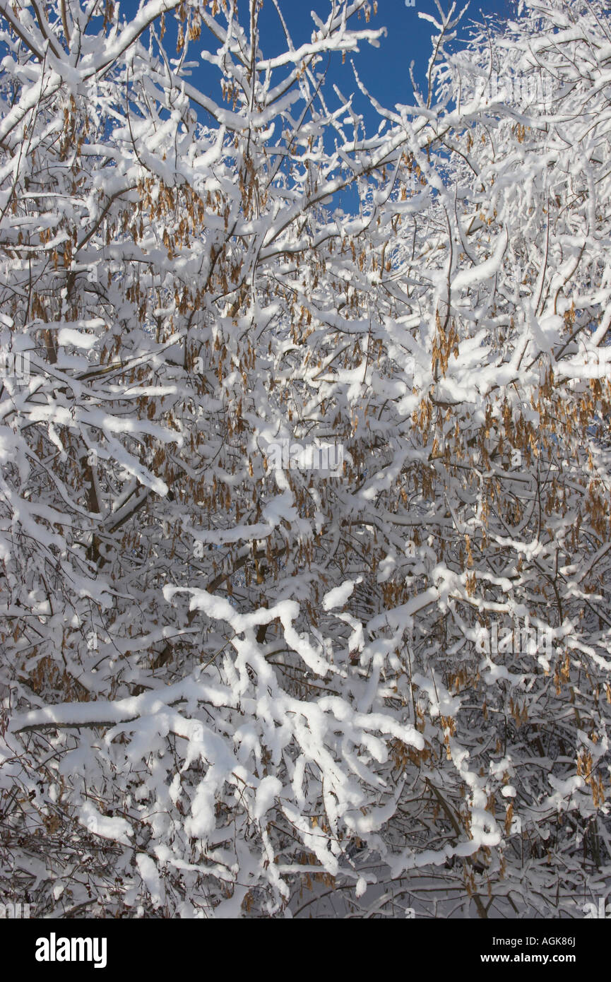 Snow-clad snow-covered forest wood tree and the blue sky nice landscape ...