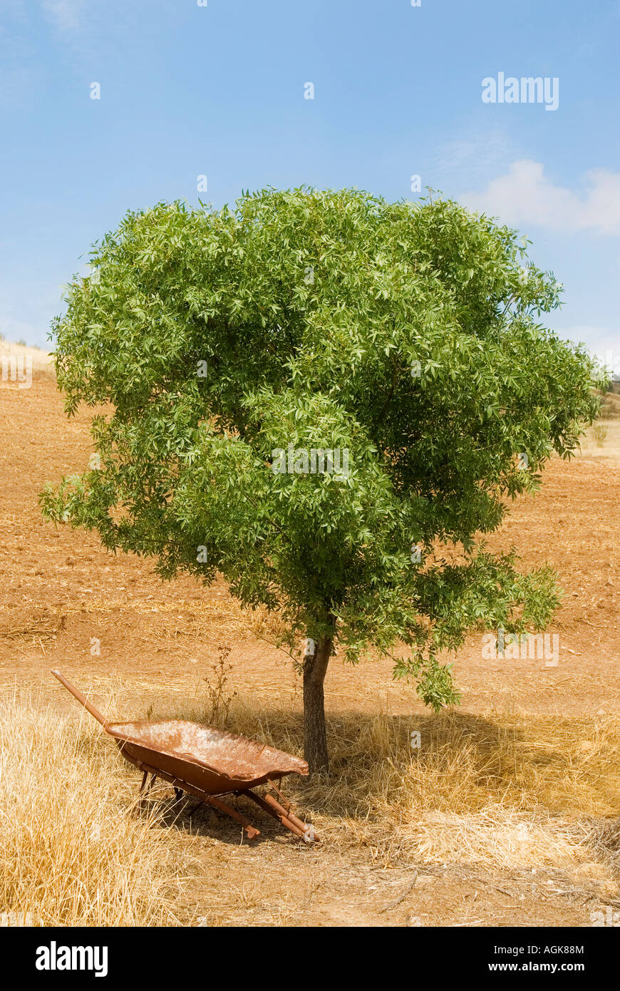 Disused wheelbarrow under a tree Stock Photo - Alamy