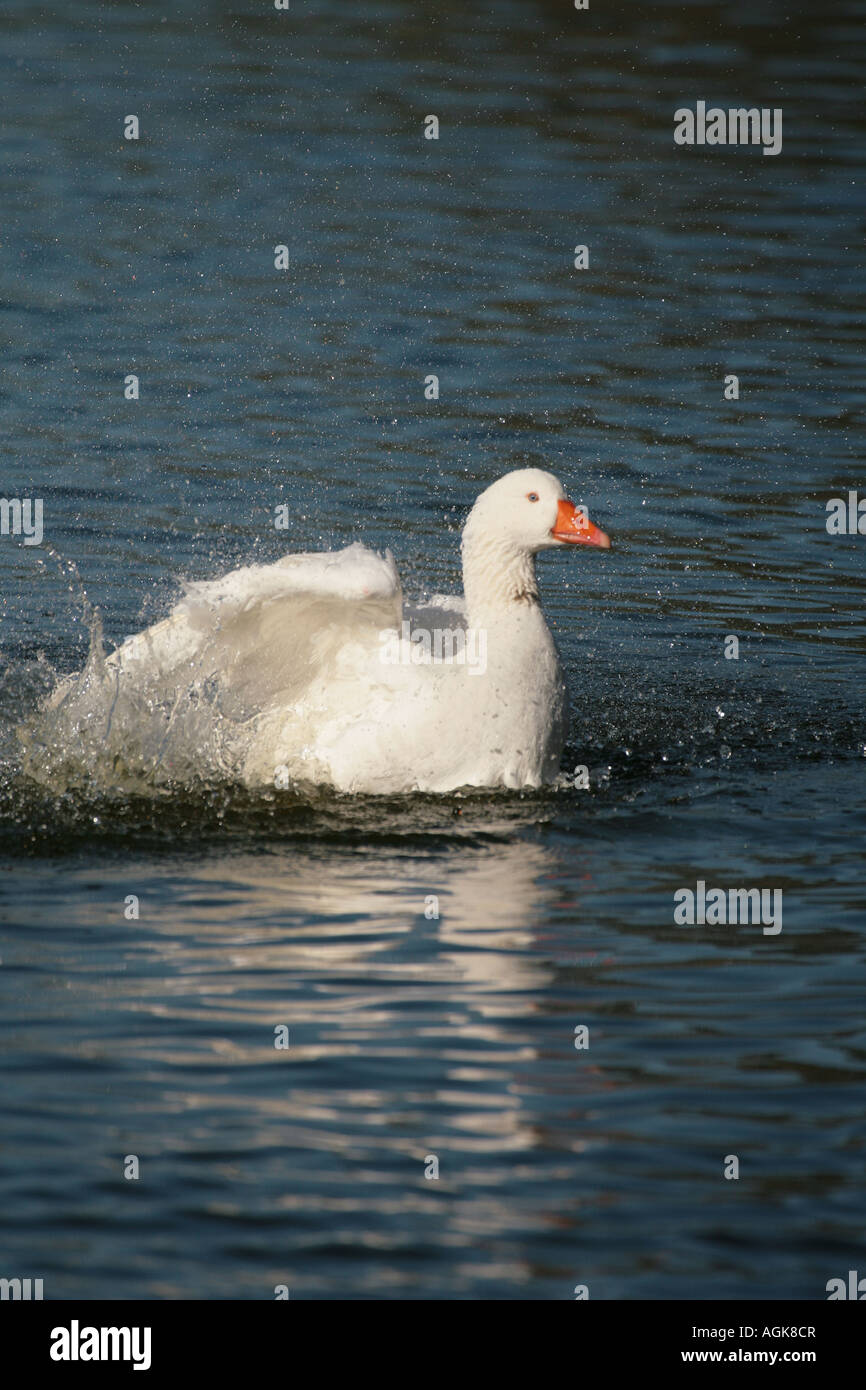 White goose flapping its wings on a lake Stock Photo - Alamy