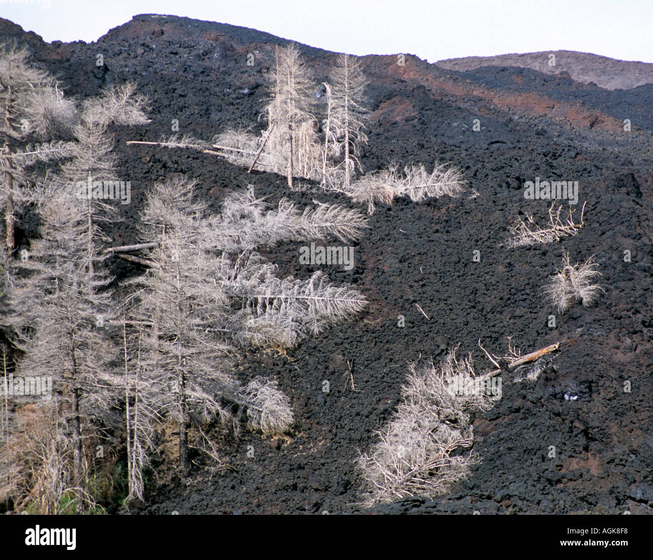 Burnt trees and lava Etna Sicily Stock Photo - Alamy