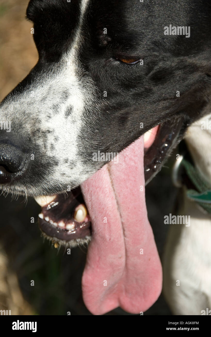 Image of an English Pointers tongue hanging out of his mouth after a ...