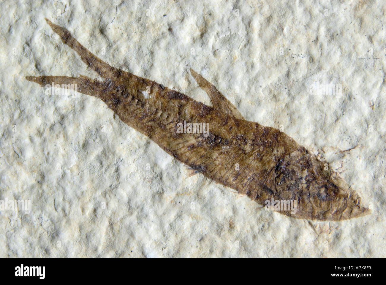 Diplomystus - fossil fish from the Green River Formation of Wyoming ...