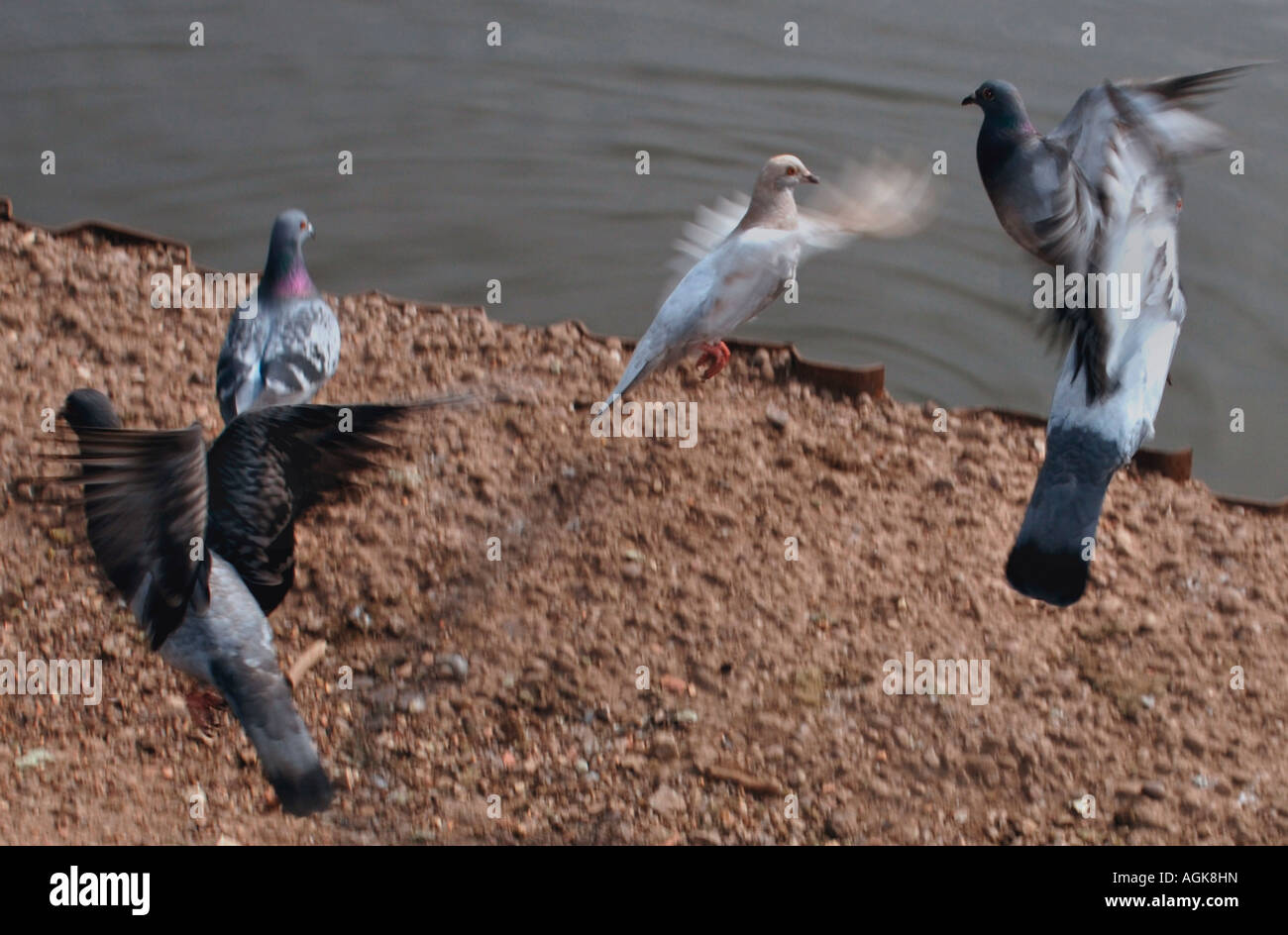 A White Dove & Feral Pigeons Taking Off In Flight Stock Photo - Alamy
