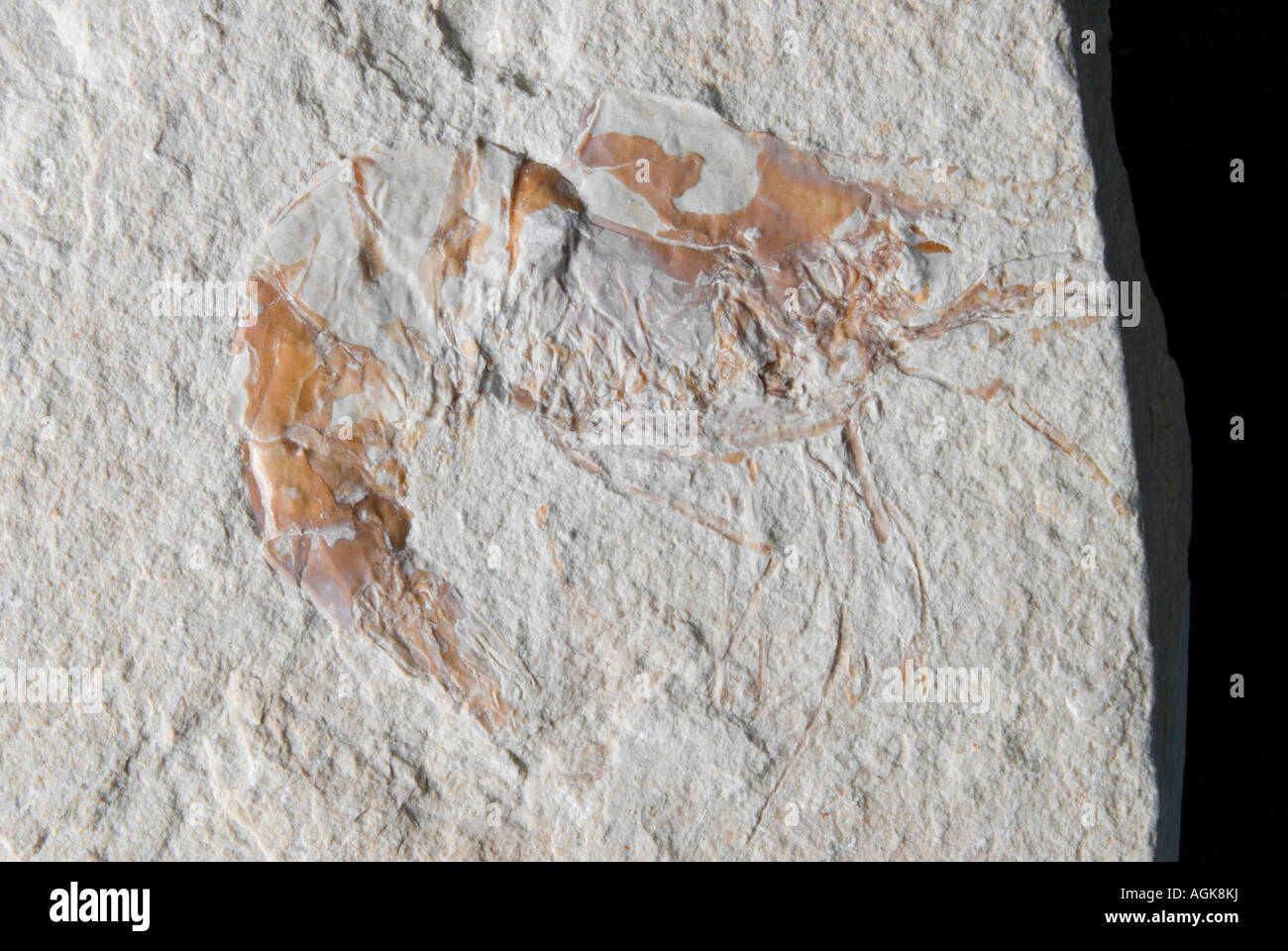 Fossil prehistoric shrimp hi-res stock photography and images - Alamy