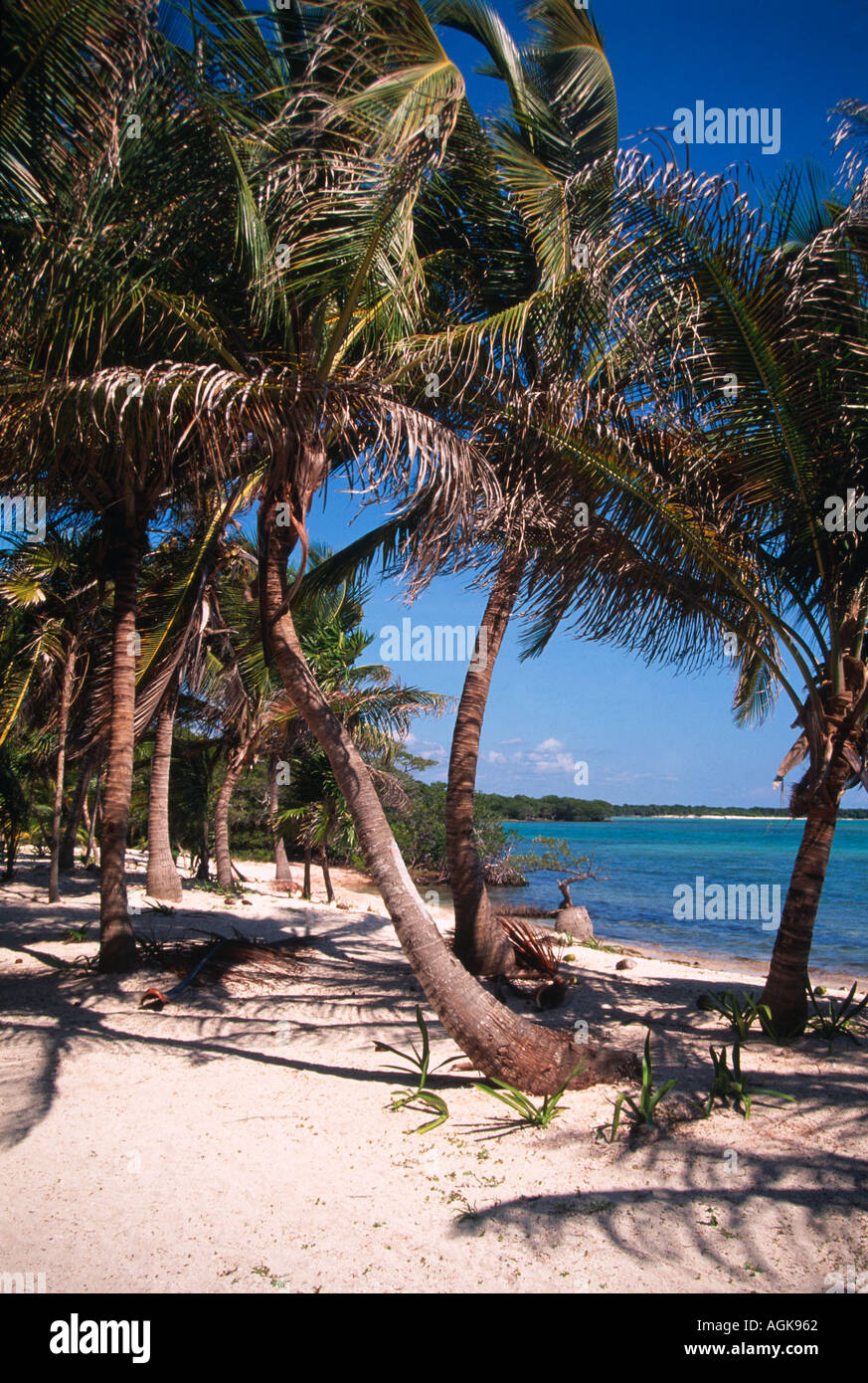 Beautiful sandy beach with palm trees at Punta Soliman on the Riviera ...