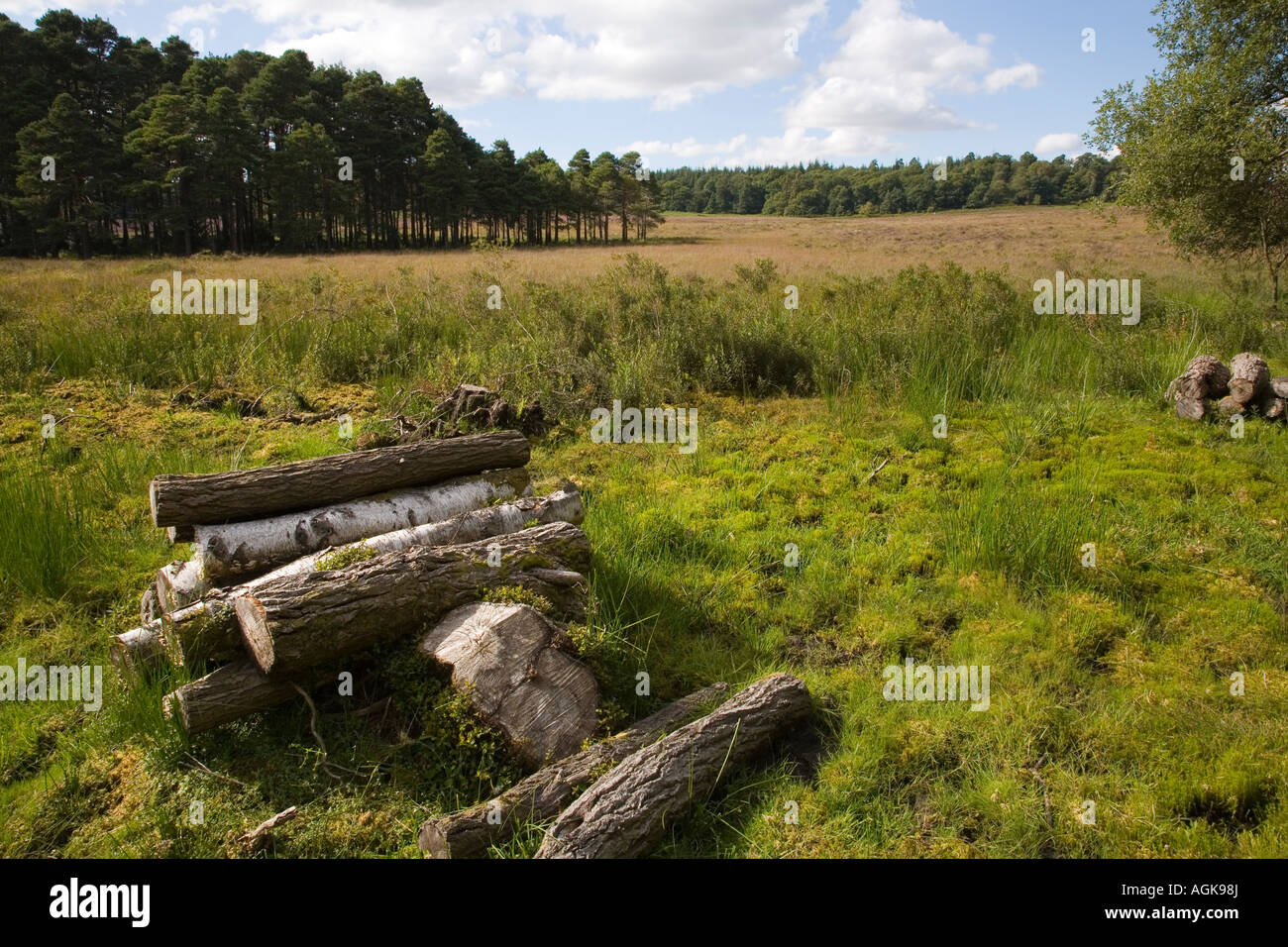 Hasley Inclosure from Broomy New Forest Hants UK All the New Forest ...