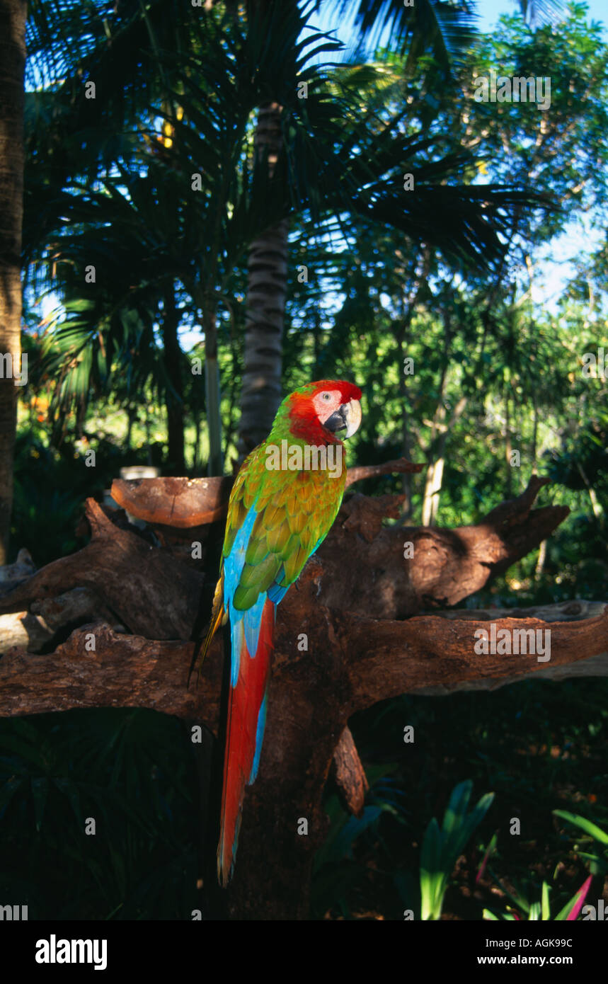 Colourful perched parrot in the grounds of the nature park of Xel Ha in ...