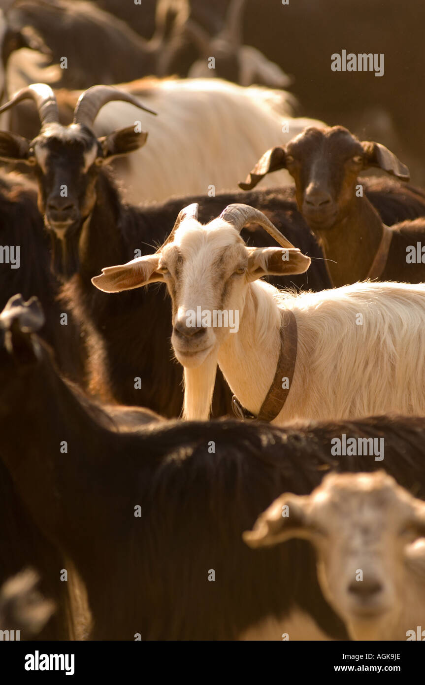 Sardinia italy goat hi-res stock photography and images - Alamy