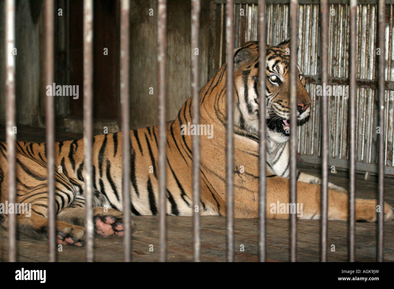 Tiger in prison Beijing zoo China Stock Photo - Alamy