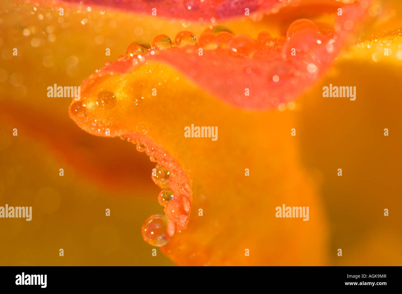 Abstract of flower petal edge in the rain Stock Photo - Alamy