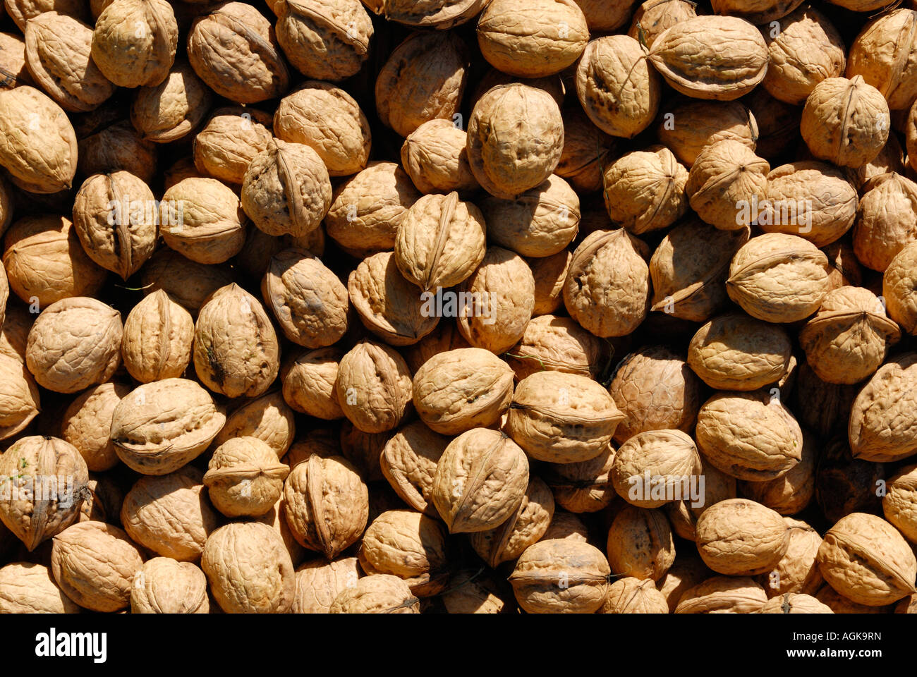 Walnuts in Shells Stock Photo - Alamy