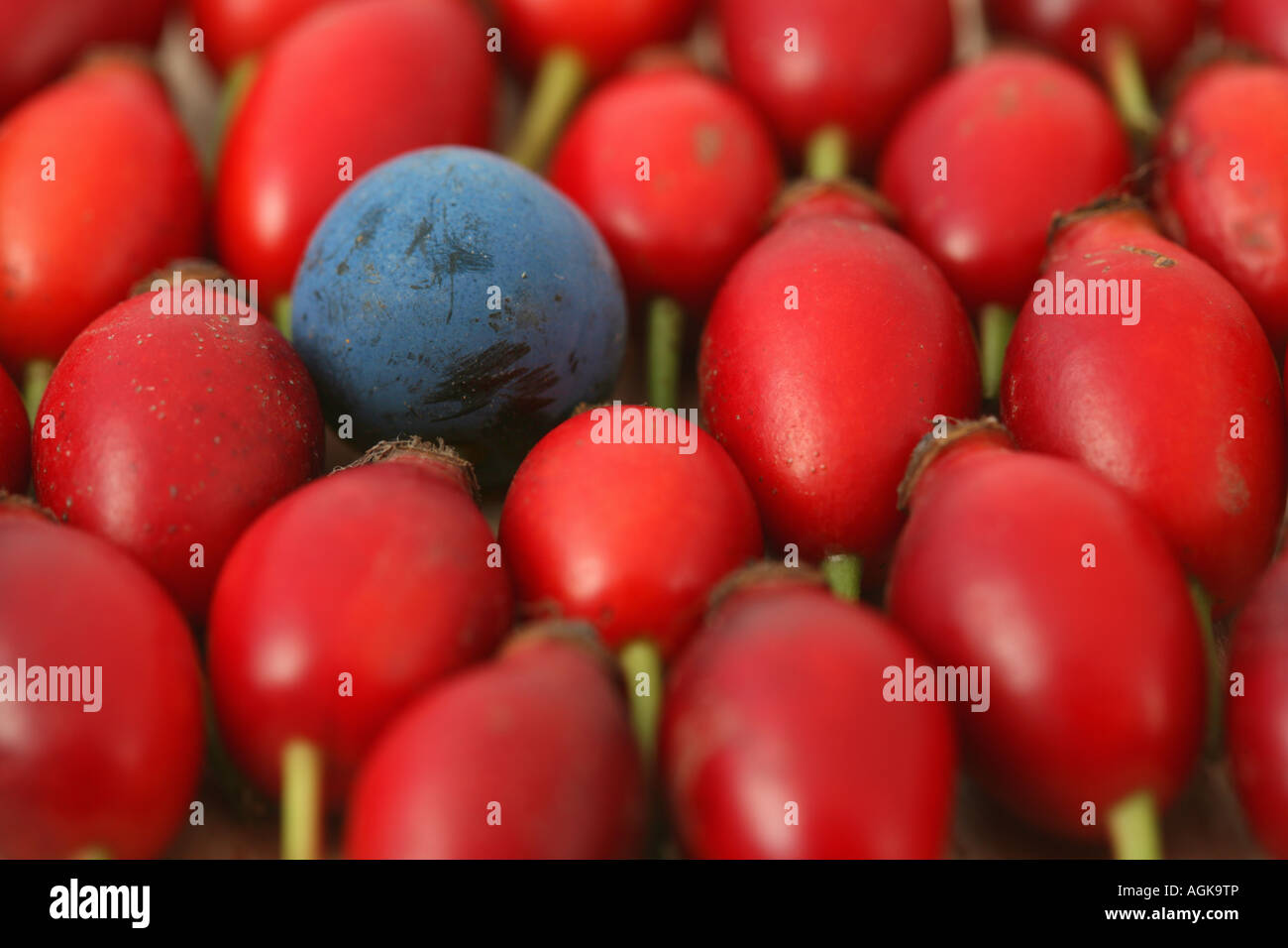 red rose hip berries with a blue sloe berry colour color contrast in ...