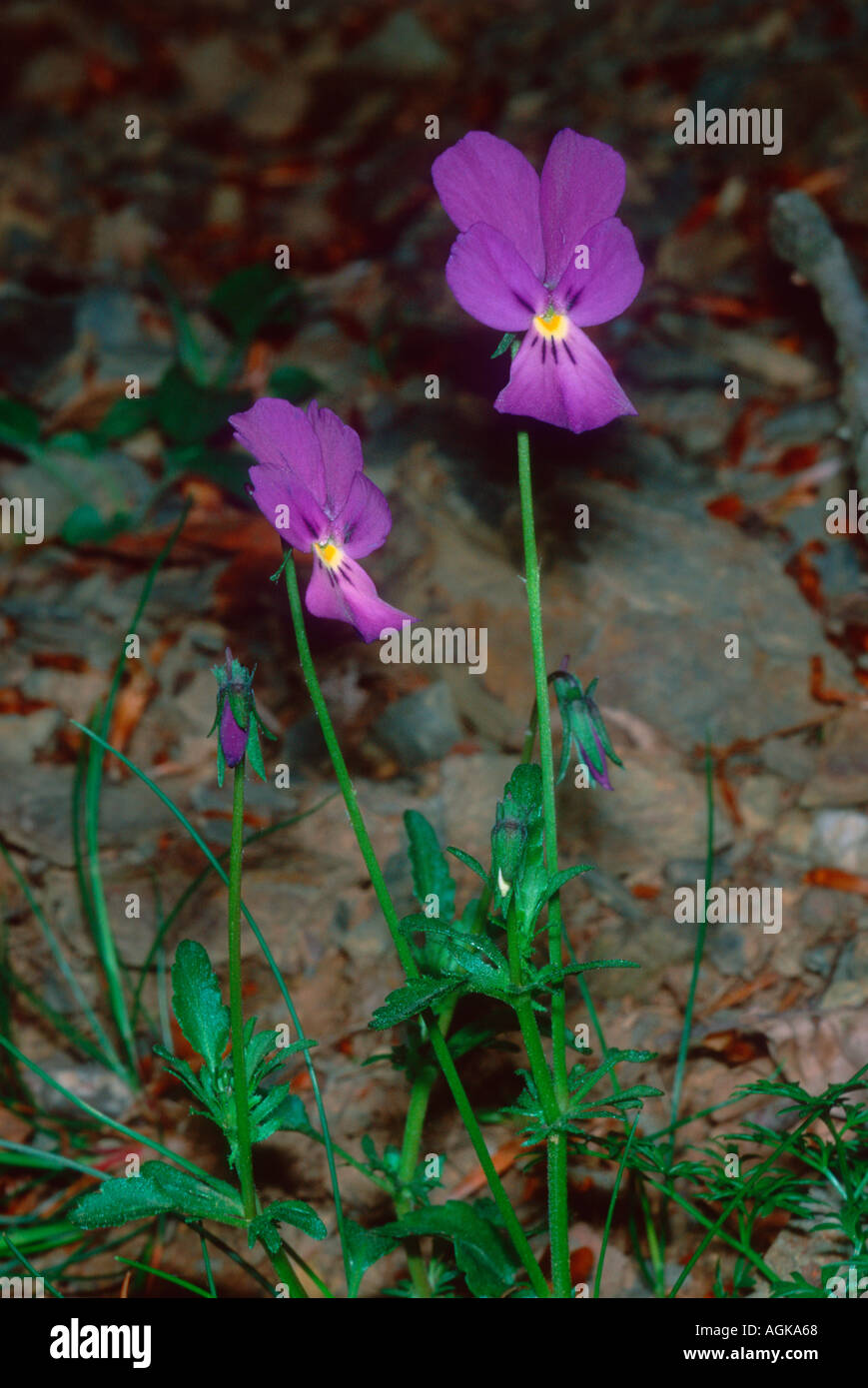 Neglecta plants hi-res stock photography and images - Alamy