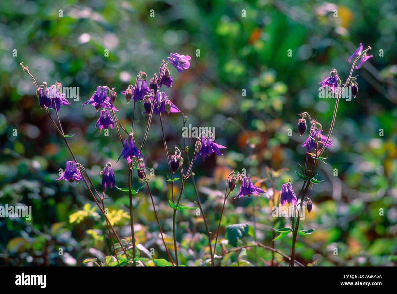 European Columbine Plant, Aquilegia vulgaris. On blossom Stock Photo ...