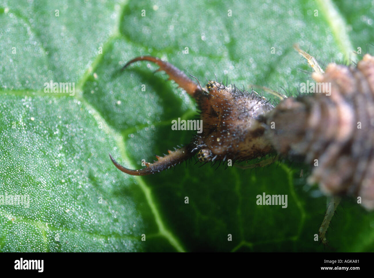 Ant lion larva hi-res stock photography and images - Alamy