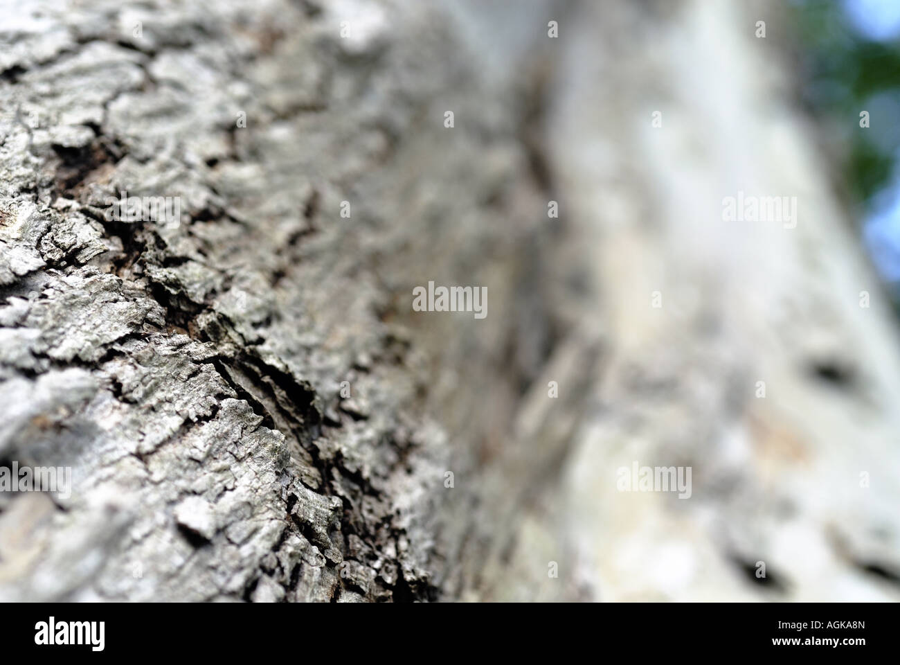 bark texture close up Stock Photo - Alamy