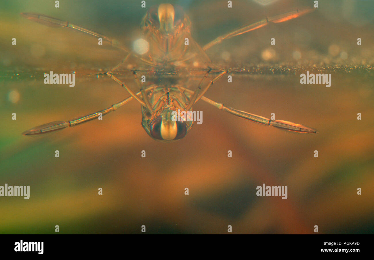 Notonecta viridis hi-res stock photography and images - Alamy