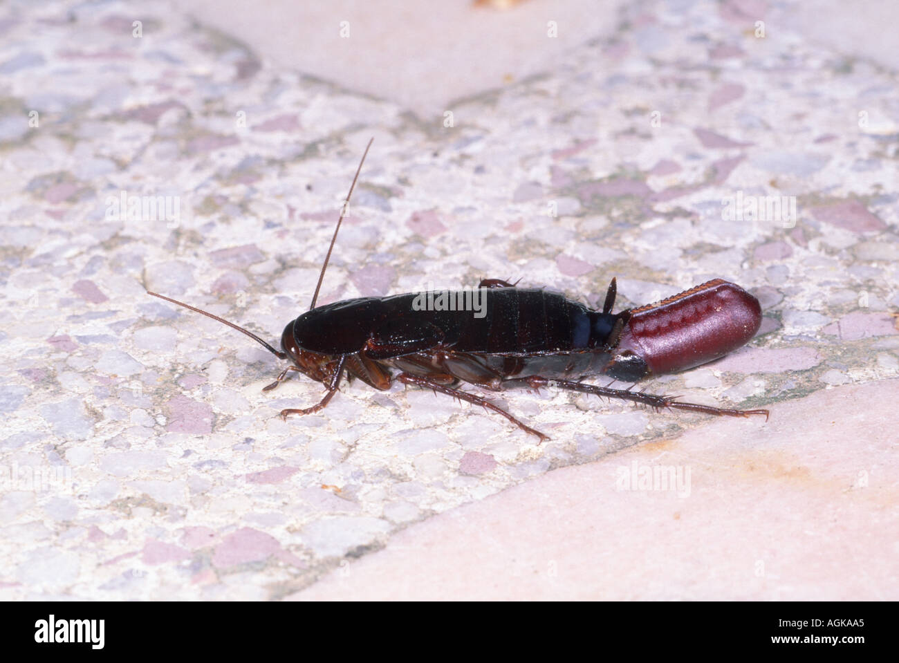 Common Cockroach, Blatta orientalis. Female with ootheca Stock Photo ...