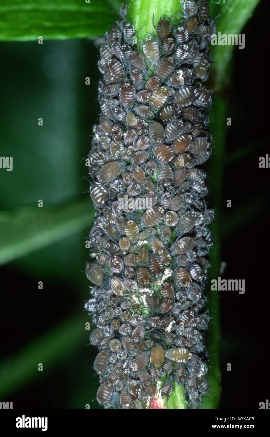Family aphididae hi-res stock photography and images - Alamy