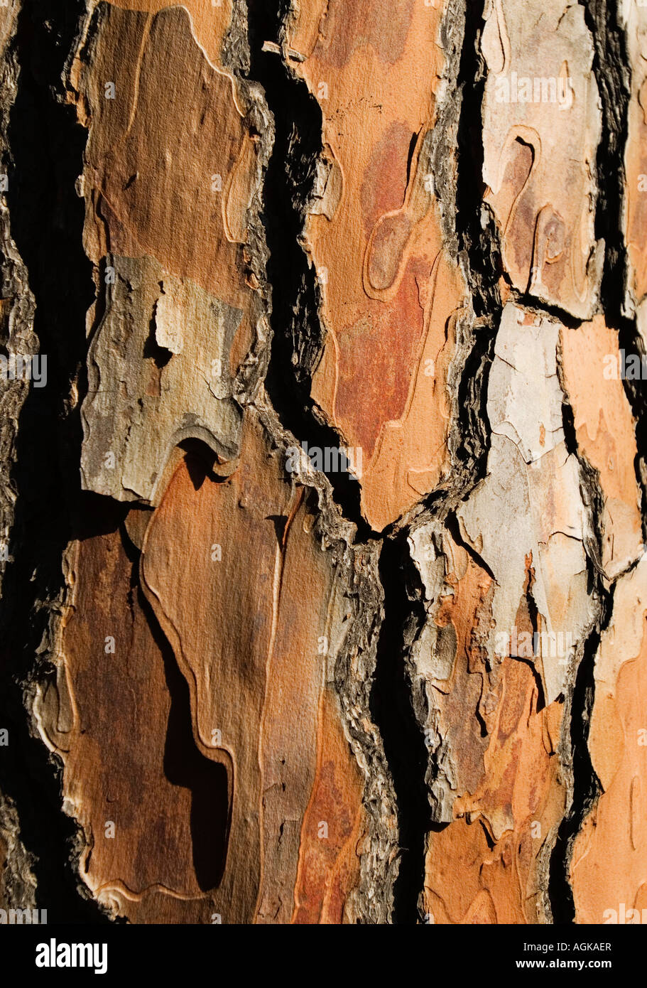 Bark of a pine tree Stock Photo - Alamy