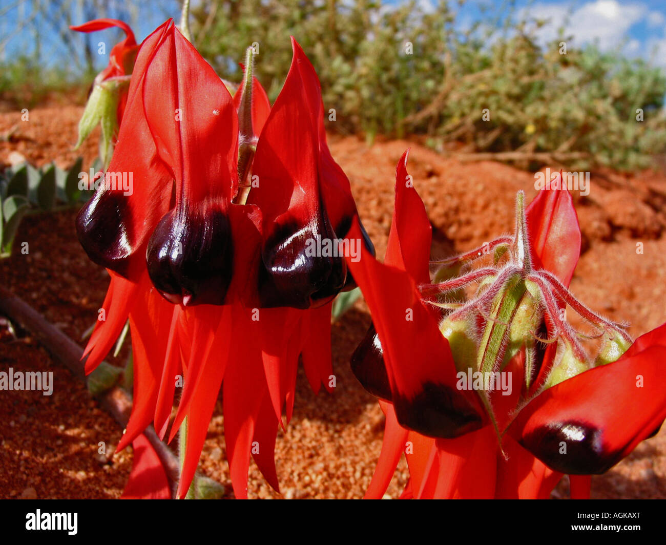 stuart desert pea,state emblem of south australia Stock Photo - Alamy