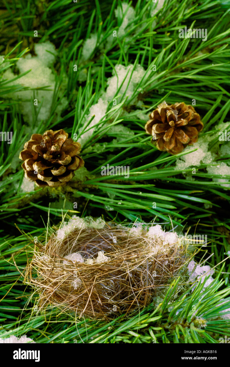Birds that nests in pine trees hi-res stock photography and images - Alamy