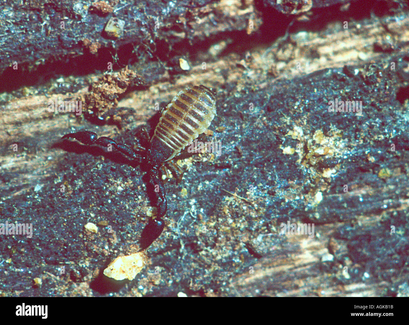 False Scorpion, Order Pseudoscorpiones. On timber Stock Photo - Alamy