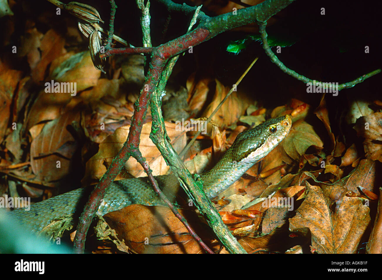 Vipera aspis snake reptiles vertebrates hi-res stock photography and ...