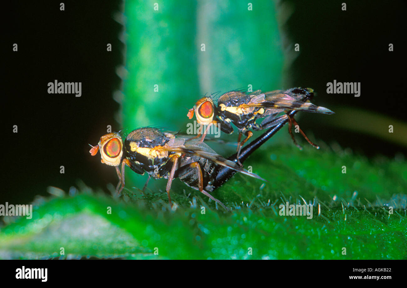 Picture winged flies hi-res stock photography and images - Alamy