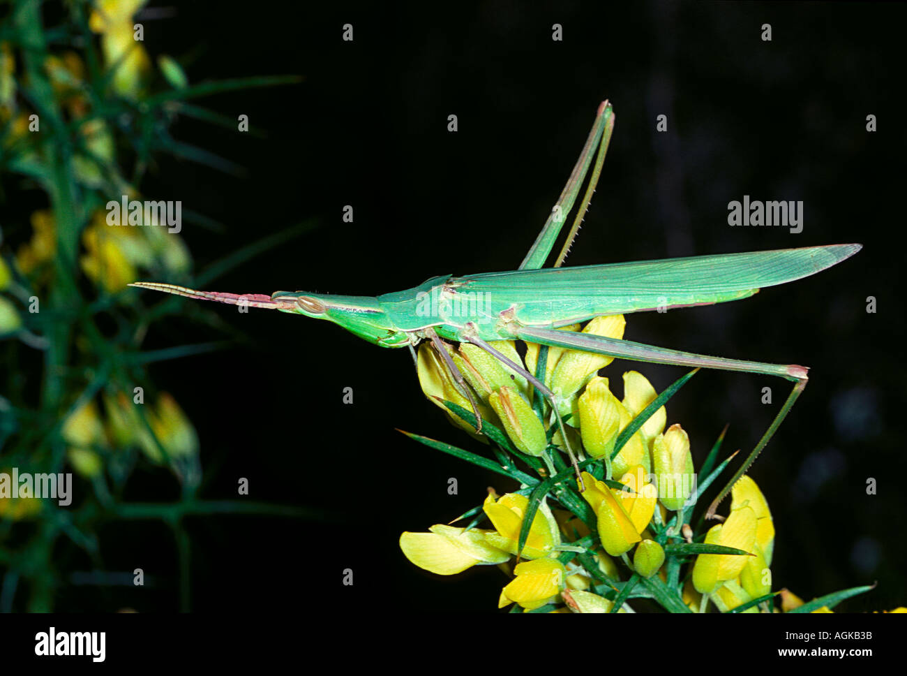 Slant faced grasshopper hi-res stock photography and images - Alamy