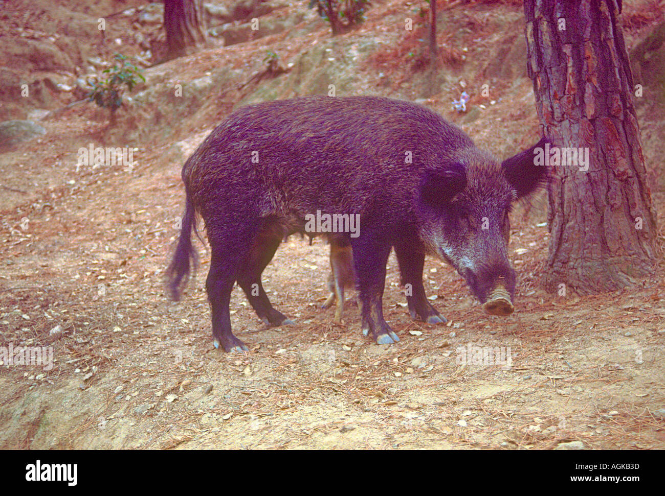 Wild Boar, Sus scrofa. On forest Stock Photo - Alamy