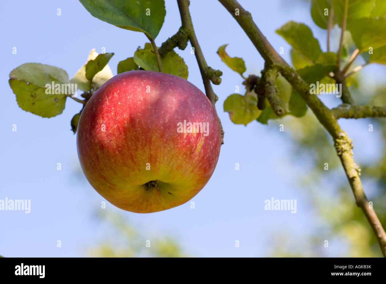 Red apple on a tree against blue sky Stock Photo - Alamy