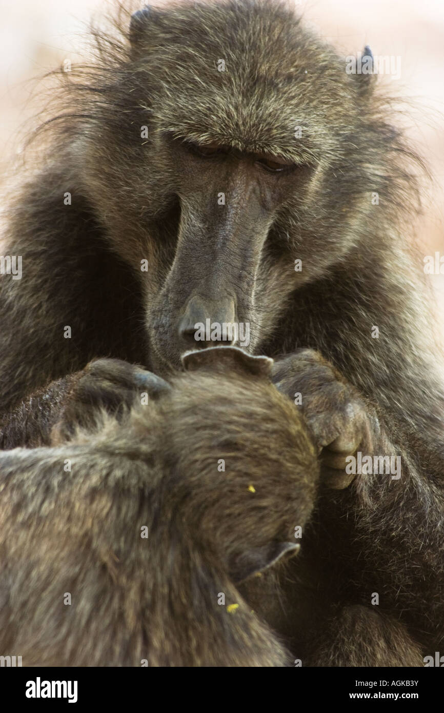 Shadow baboon hi-res stock photography and images - Alamy