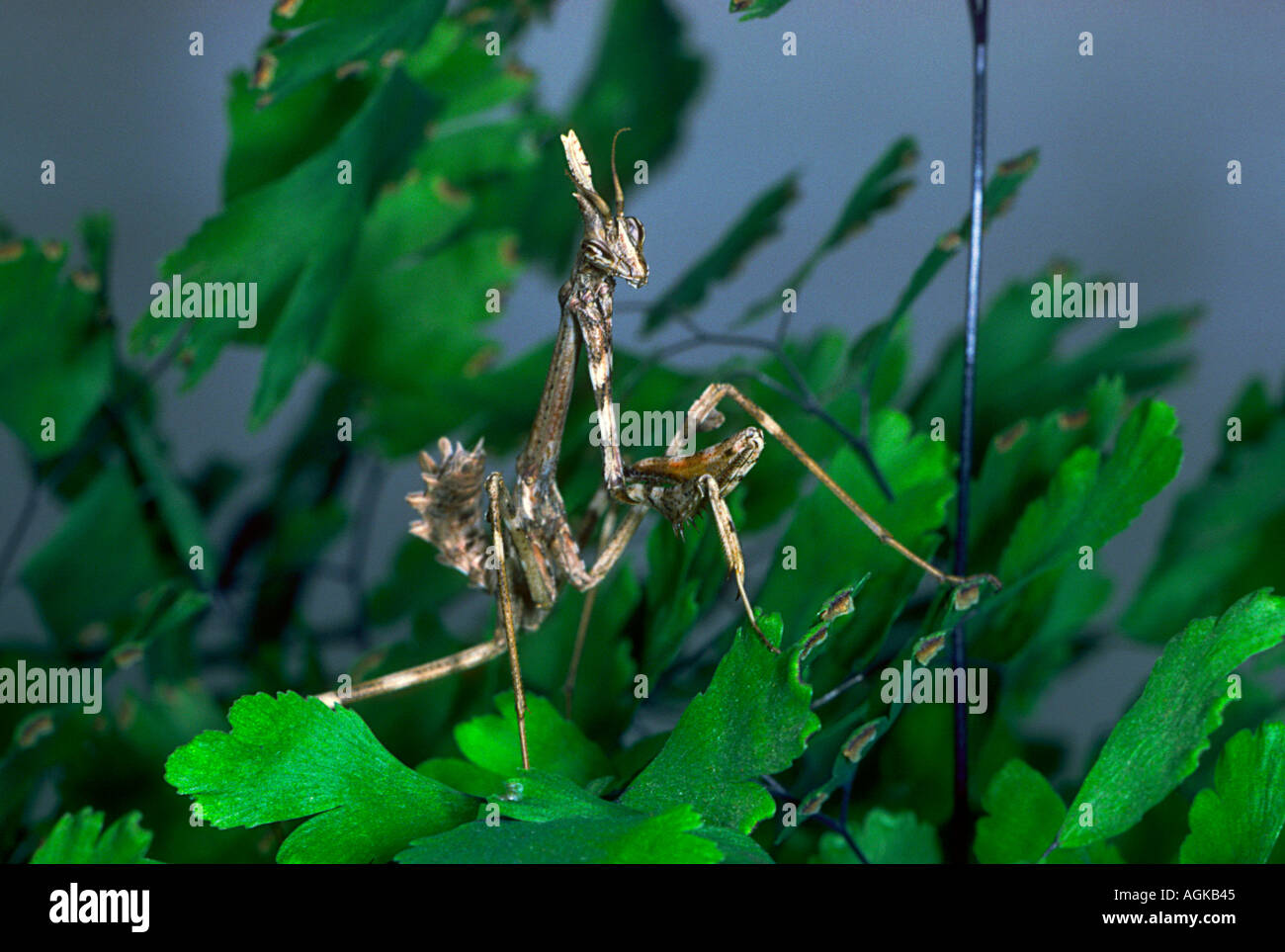 Mantis empusa pennata nymph hi-res stock photography and images - Alamy