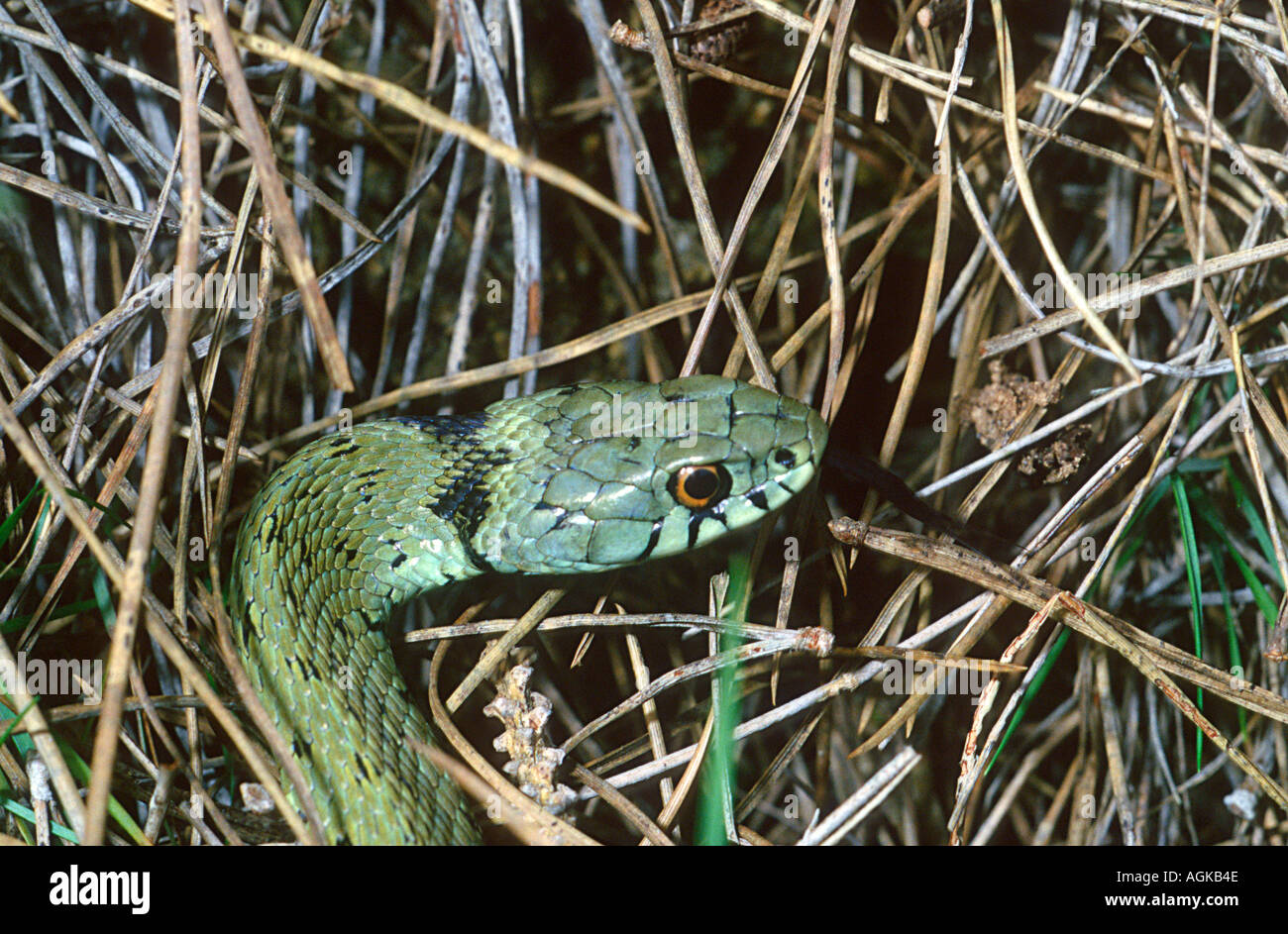 Montpellier Snake, Malpolon monspessulanus. Head close-up showing black ...