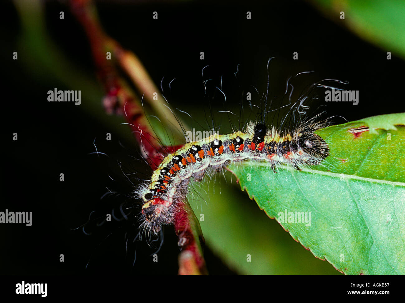 Dark Dagger Moth, Acronicta tridens. Caterpillar on leaf Stock Photo ...