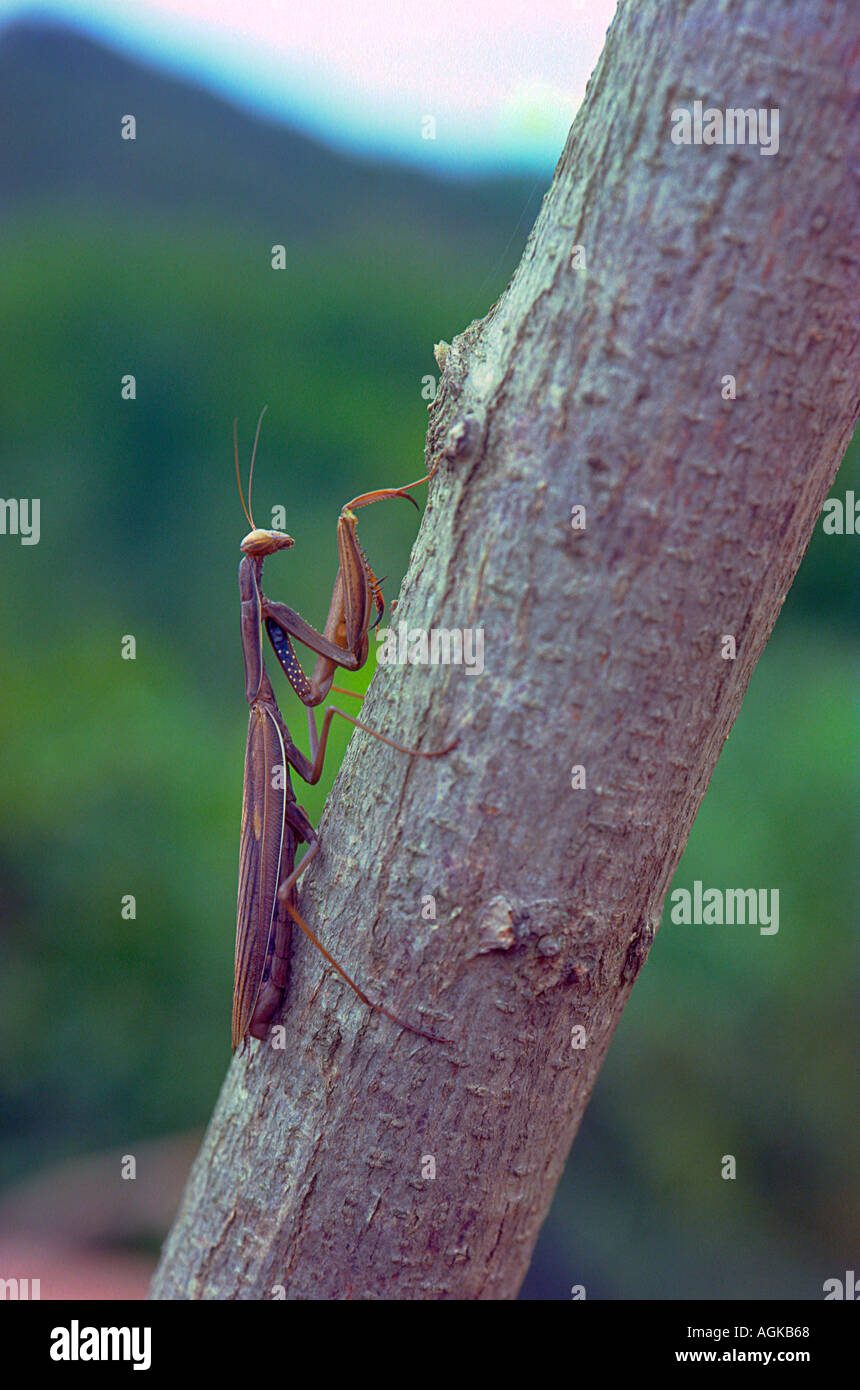 Praying Mantis, Mantis religiosa Stock Photo - Alamy