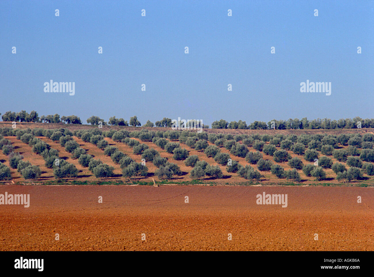 Olive Trees, Olea europaea. Culture on rows. Andalusia. Spain Stock ...