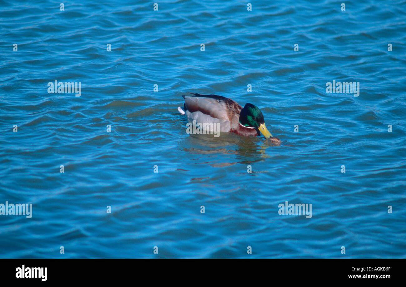 Mating mallards hi-res stock photography and images - Alamy